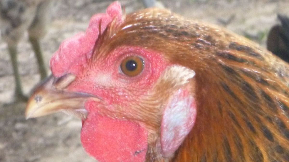 Chicken Ear Lobes: What Those Little Patches Really Tell You – Bitchin ...