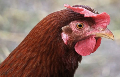 Chicken Ear Lobes: What Those Little Patches Really Tell You – Bitchin ...