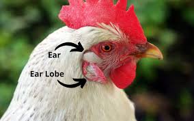 Chicken Ear Lobes: What Those Little Patches Really Tell You – Bitchin ...