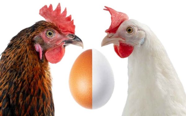 Chicken Ear Lobes: What Those Little Patches Really Tell You – Bitchin ...