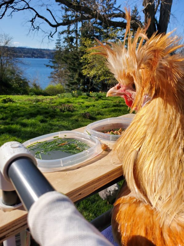 Disability Issues and Care for Disabled Pet Chickens – Bitchin' Chickens