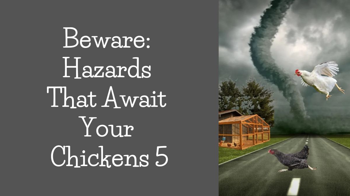 Beware: Hazards That Await Your Chickens 5 – Bitchin' Chickens