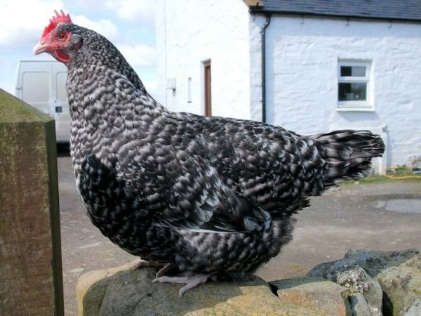 The Creeper Gene in Chickens: When Short Legs Come with a Twist ...