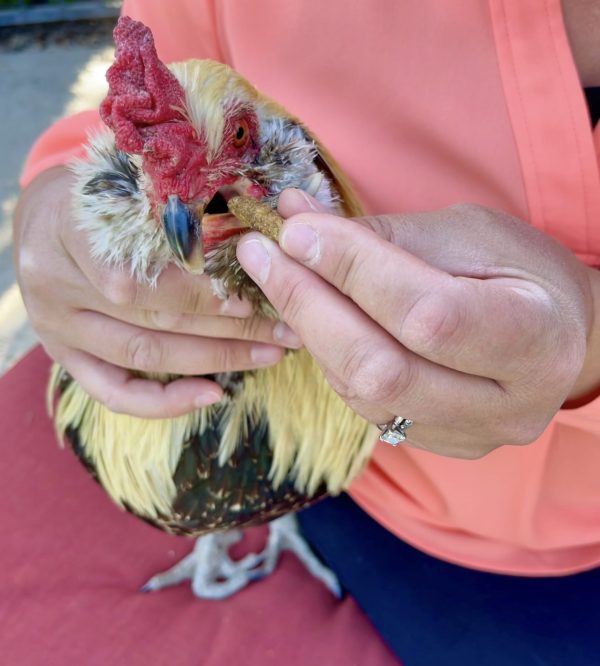 Disability Issues and Care for Disabled Pet Chickens – Bitchin' Chickens