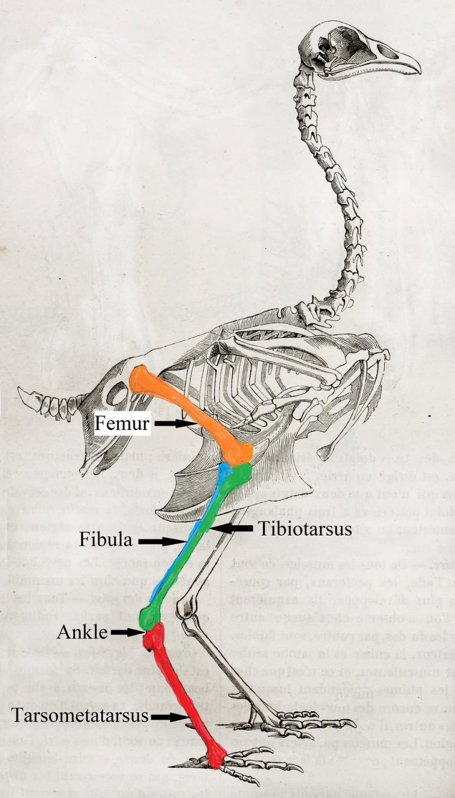 Trivial Pursuit: Chicken Anatomy Edition – Bitchin' Chickens