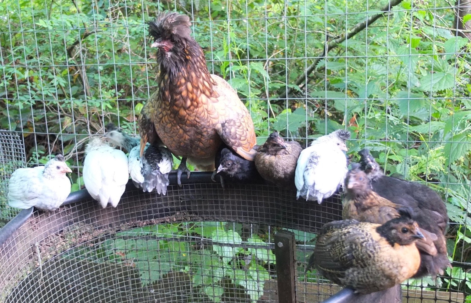 The Genetics Of Chicken Crests – Bitchin' Chickens
