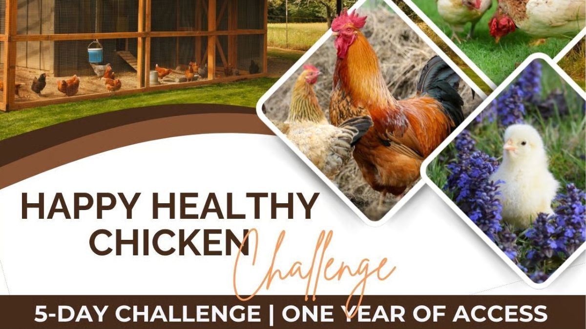 Happy Healthy Chicken Challenge 2025 – Bitchin' Chickens