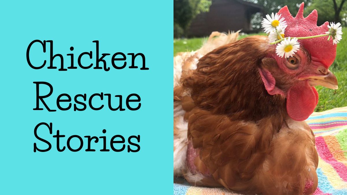 Chicken Rescue Stories – Bitchin' Chickens