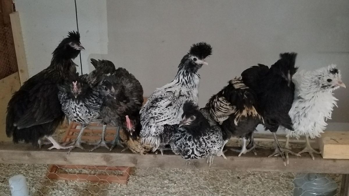 The Genetics Of Chicken Crests – Bitchin' Chickens