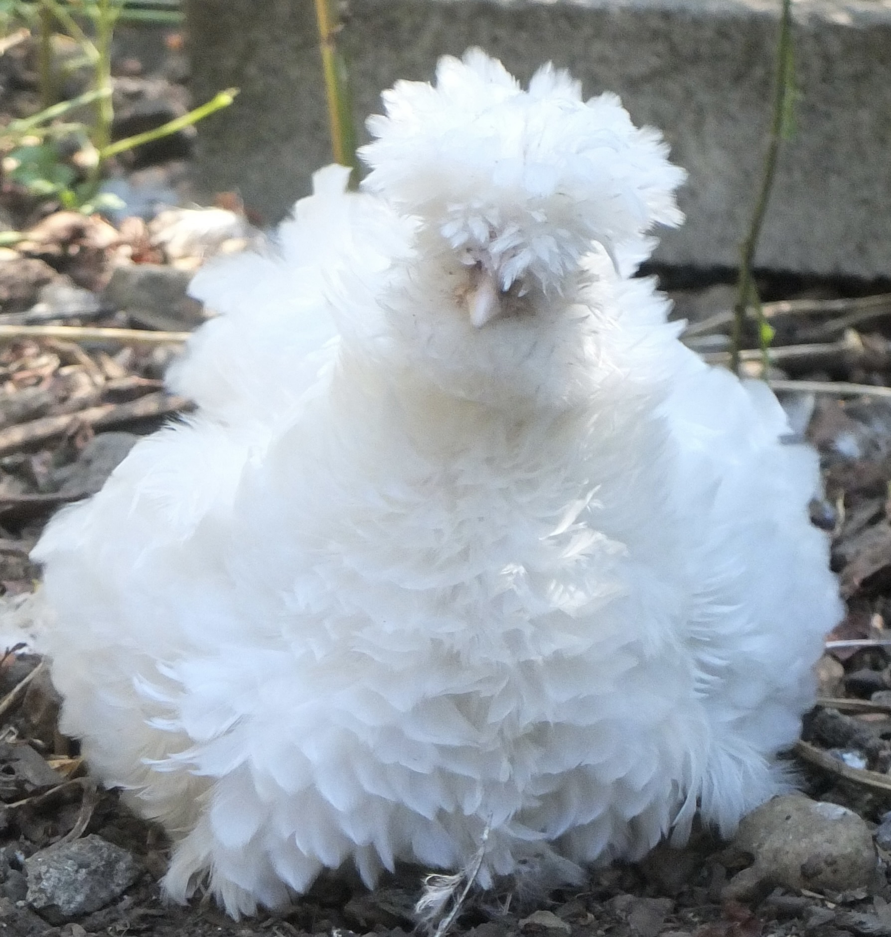The Genetics Of Chicken Crests – Bitchin' Chickens