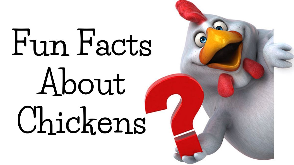Animated Chickens Names