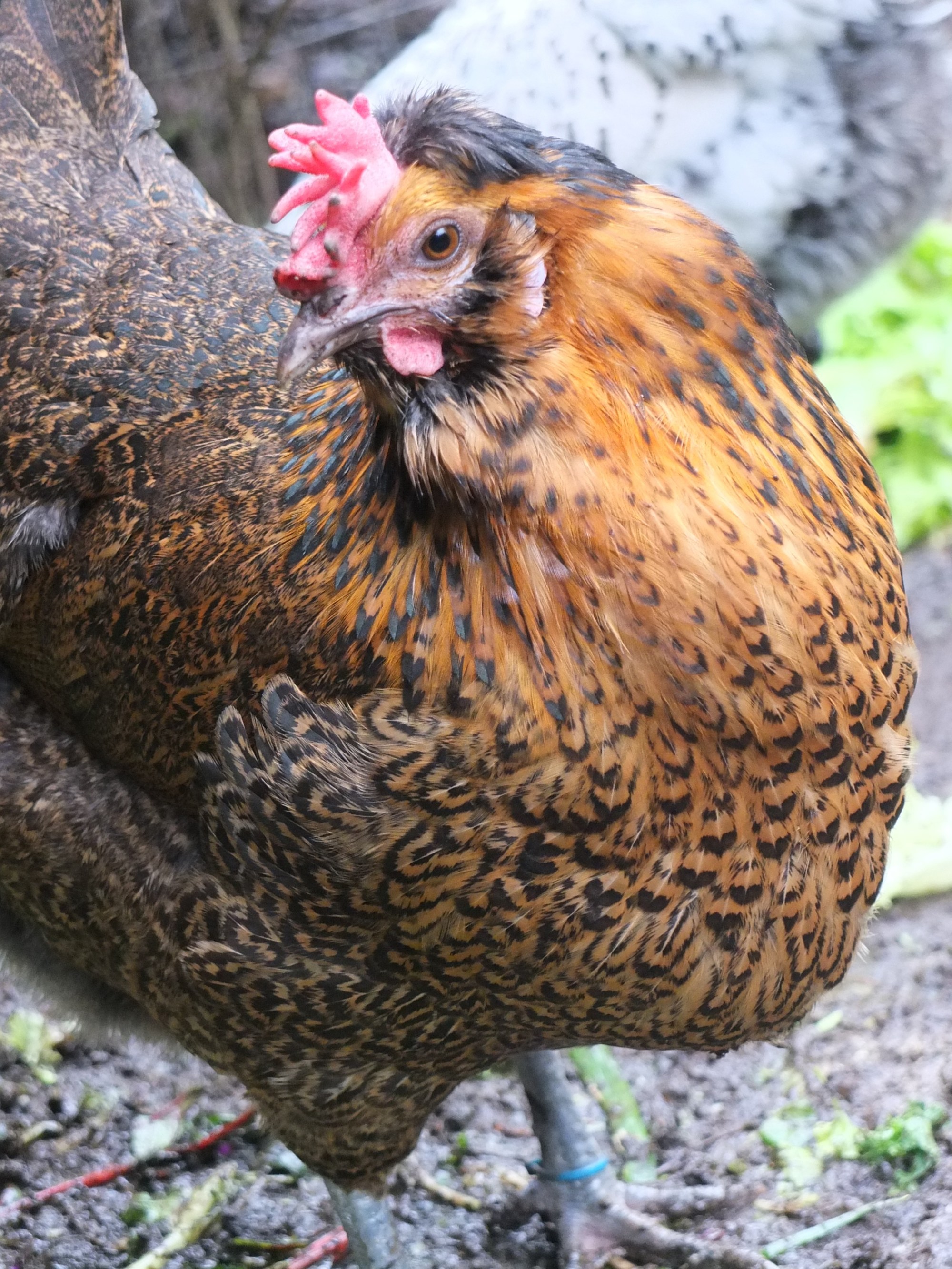 The Genetics Of Chicken Crests – Bitchin' Chickens