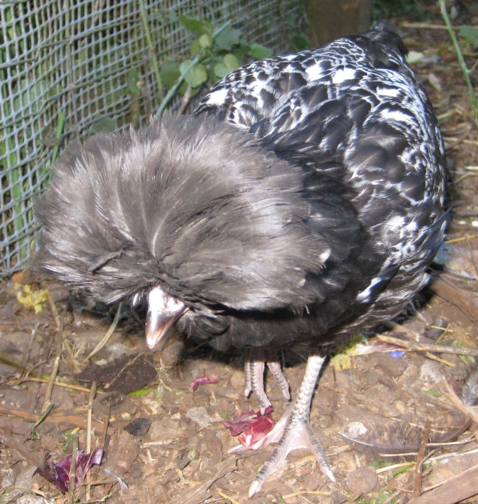 The Genetics Of Chicken Crests – Bitchin' Chickens