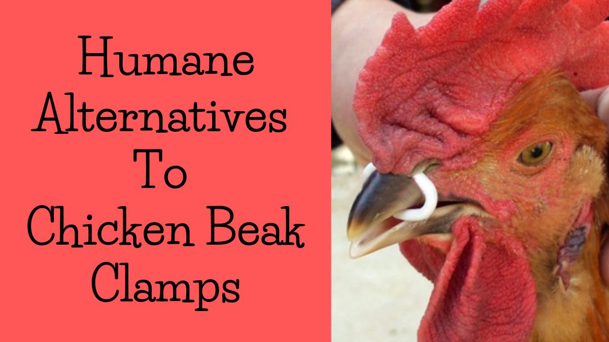 Humane Alternatives To Chicken Beak Clamps – Bitchin' Chickens