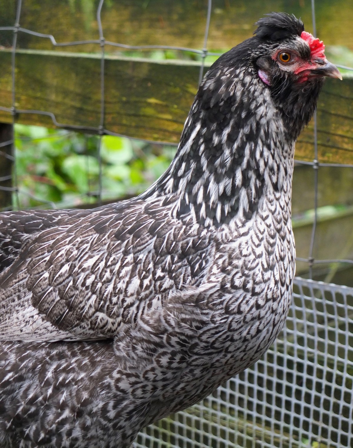 The Genetics Of Chicken Crests – Bitchin' Chickens