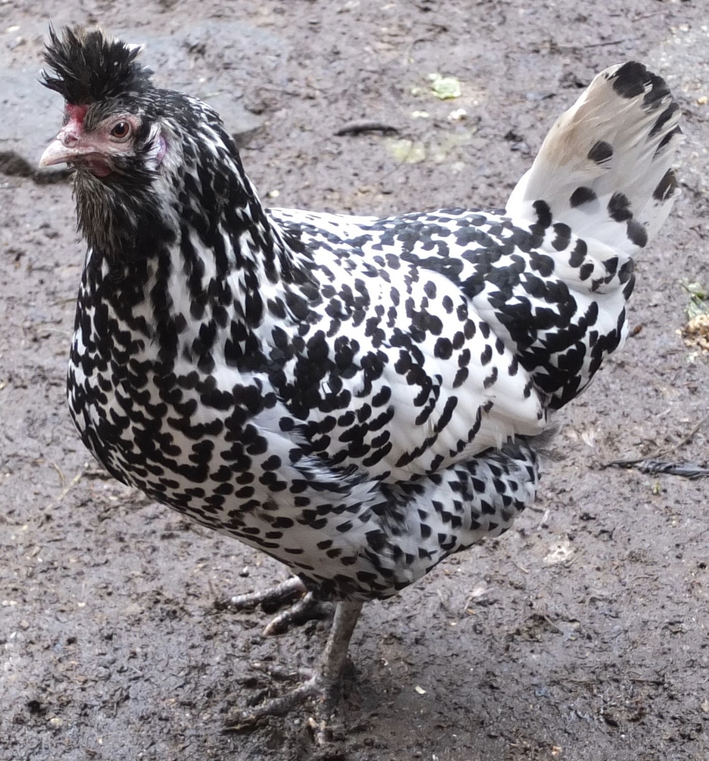 The Genetics Of Chicken Crests – Bitchin' Chickens