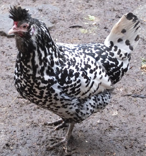 The Genetics Of Chicken Crests – Bitchin' Chickens