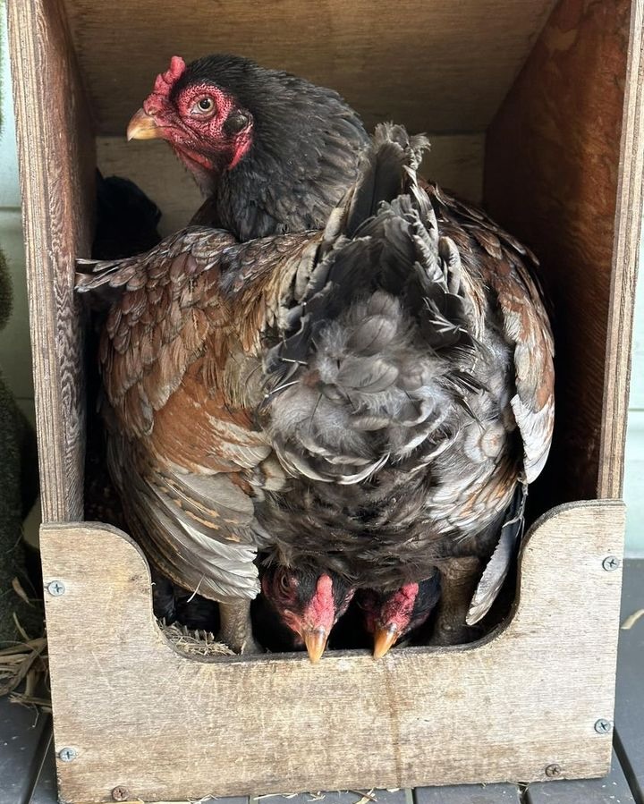 Fun Facts About Chickens – Bitchin' Chickens