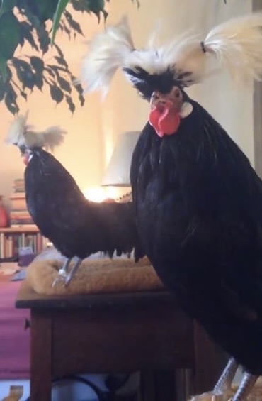 The Genetics Of Chicken Crests – Bitchin' Chickens