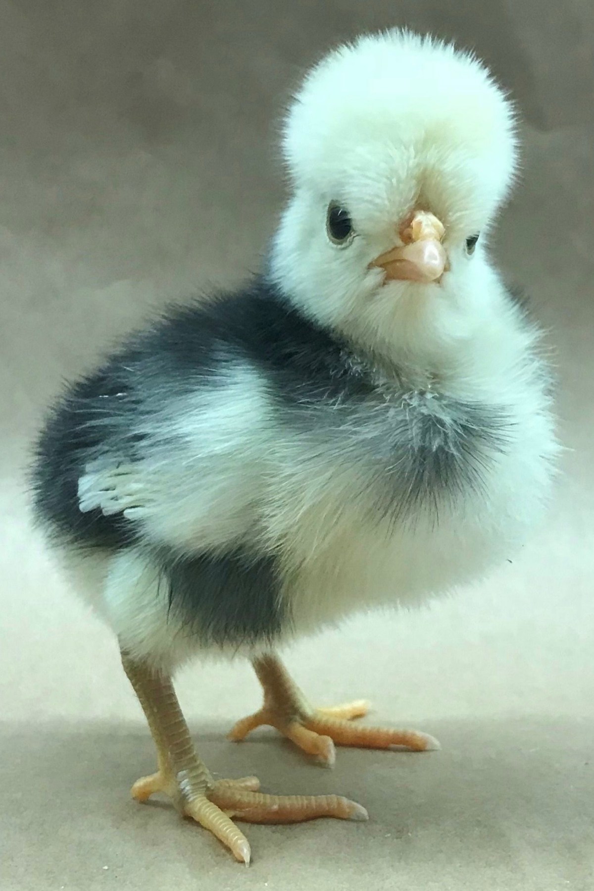 The Genetics Of Chicken Crests – Bitchin' Chickens