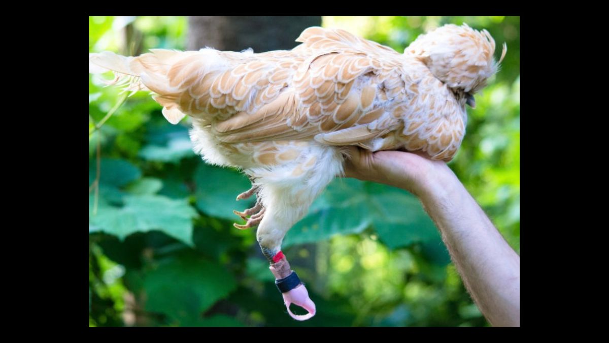 Getting a Leg Up: Prosthetics and Life on One Foot for Chickens ...