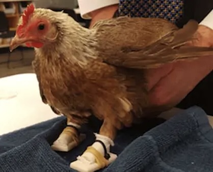 Getting a Leg Up: Prosthetics and Life on One Foot for Chickens ...