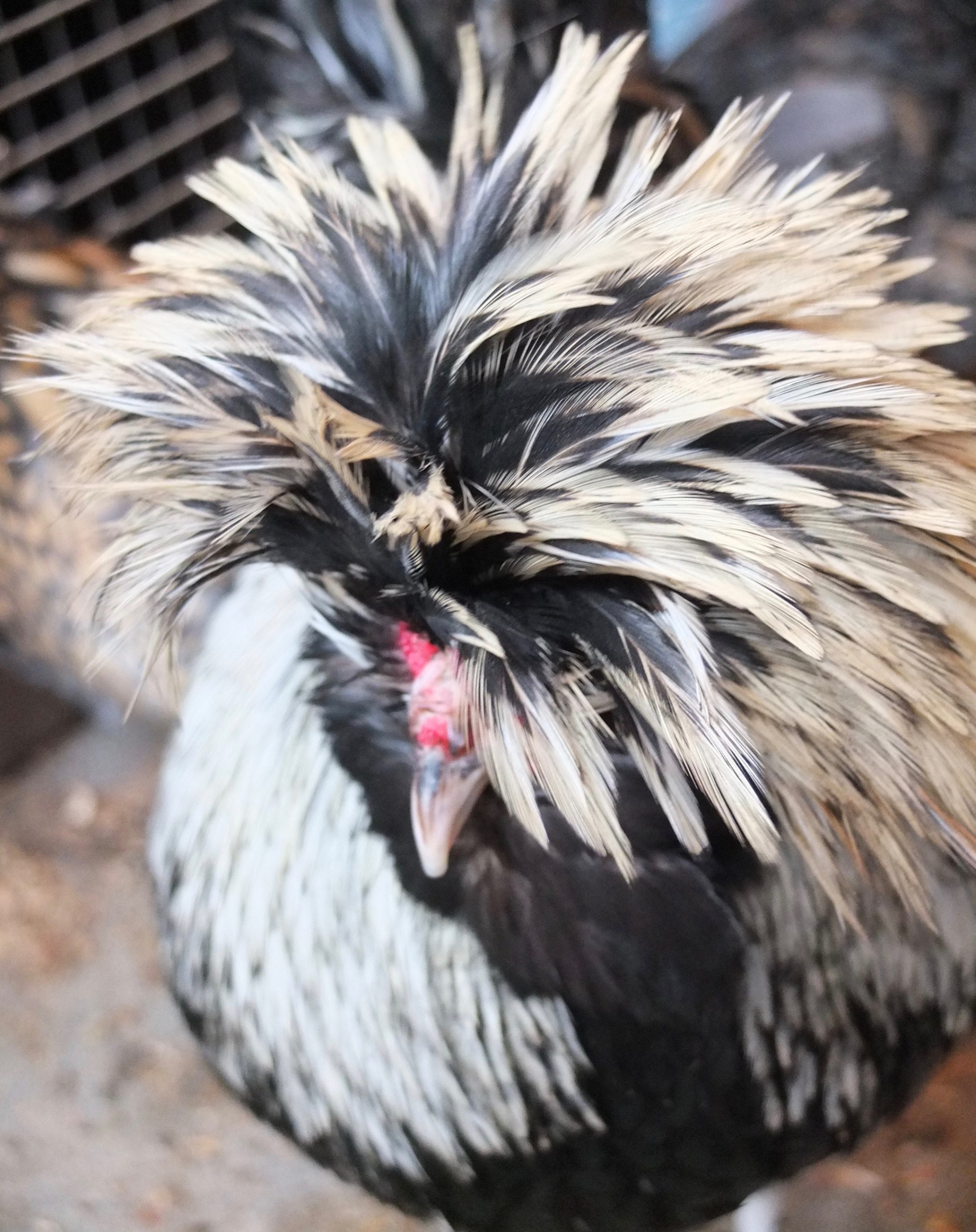 The Genetics Of Chicken Crests – Bitchin' Chickens