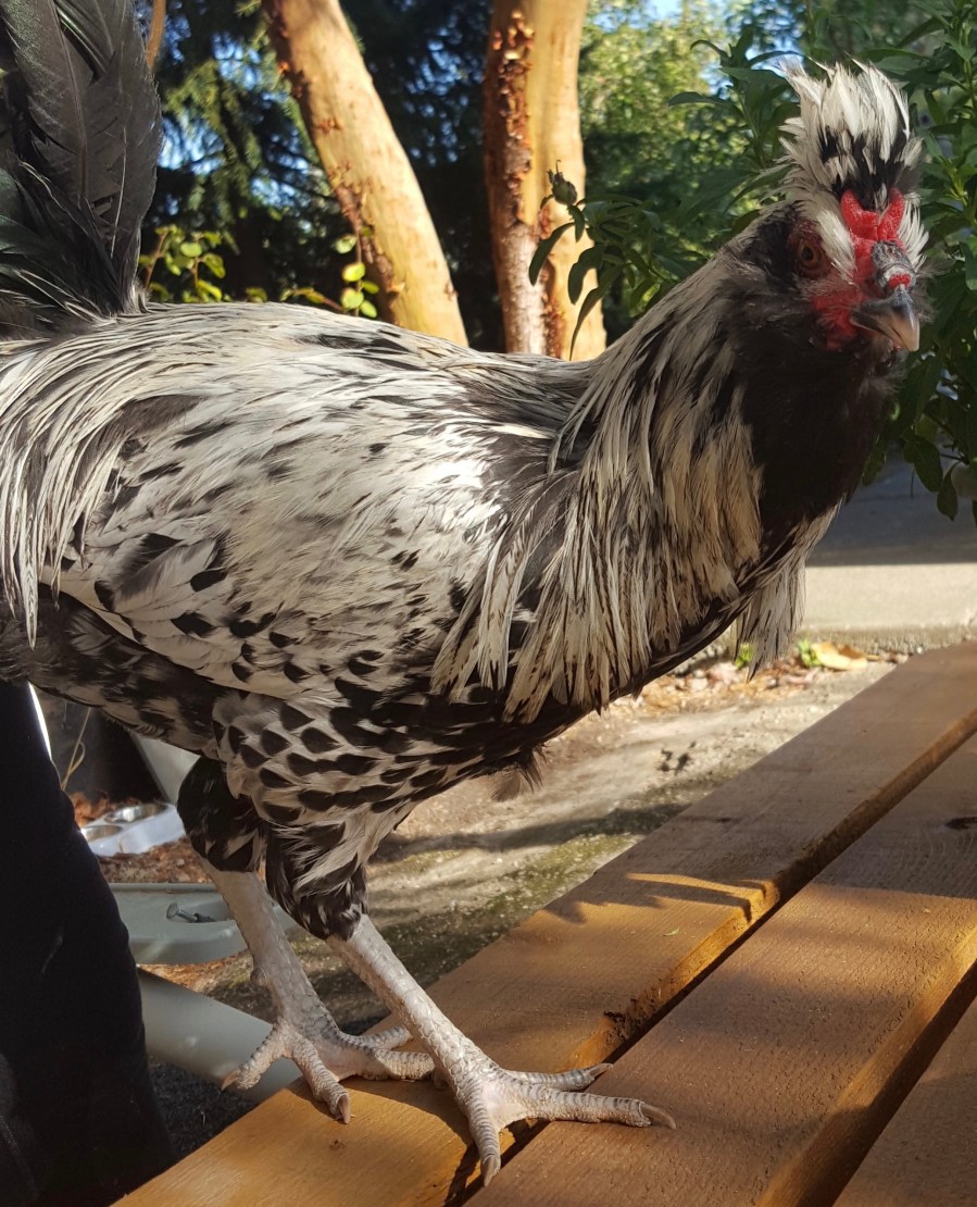 The Genetics Of Chicken Crests – Bitchin' Chickens