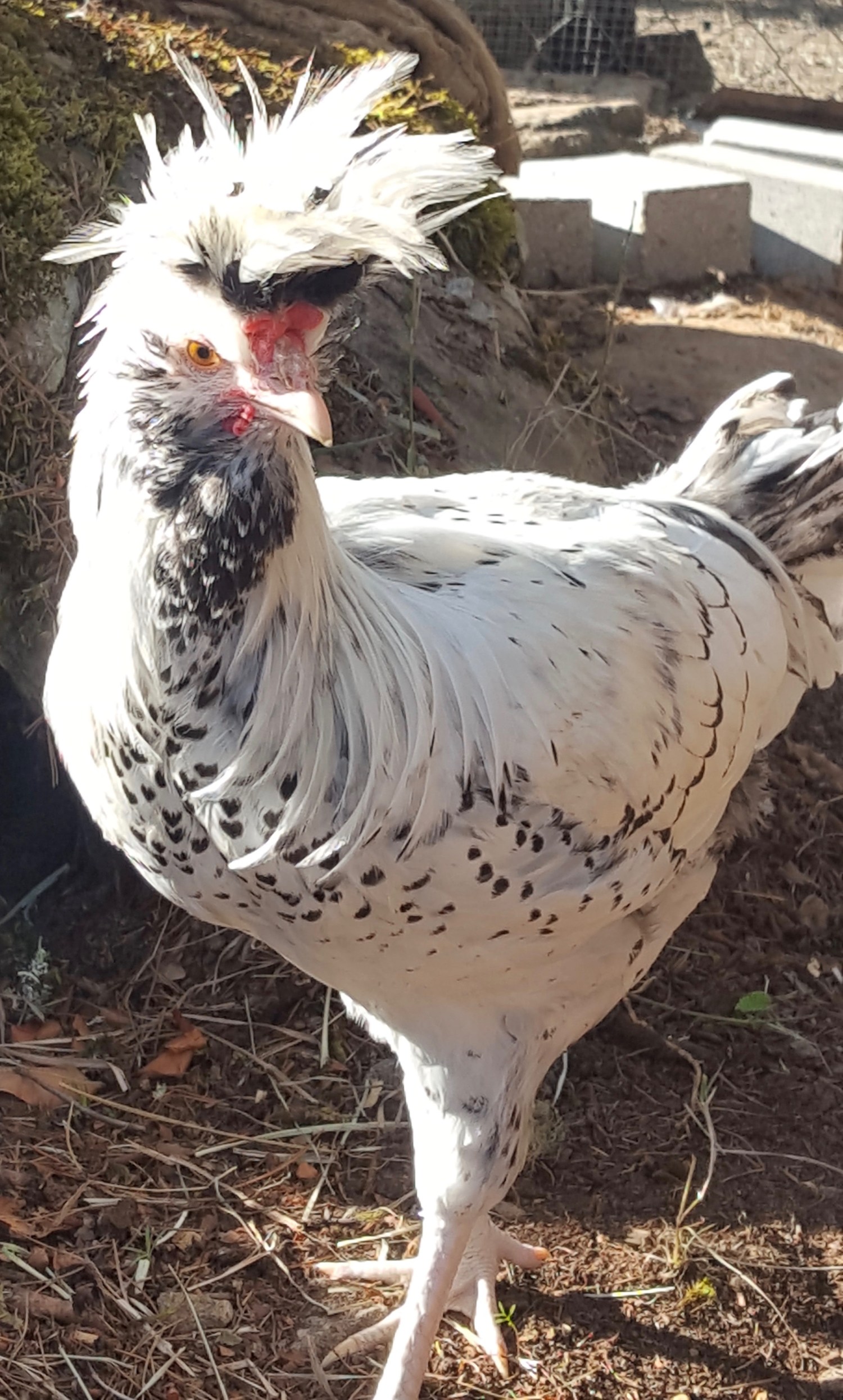 The Genetics Of Chicken Crests – Bitchin' Chickens