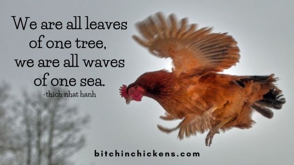 Bitchin’ Chickens Memes: 61 – Bitchin' Chickens