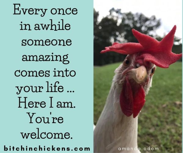 Bitchin’ Chickens Memes: 61 – Bitchin' Chickens