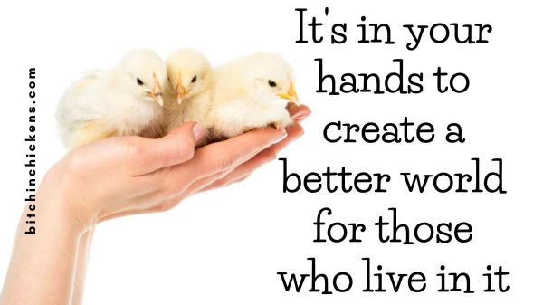 Bitchin’ Chickens Memes: 61 – Bitchin' Chickens