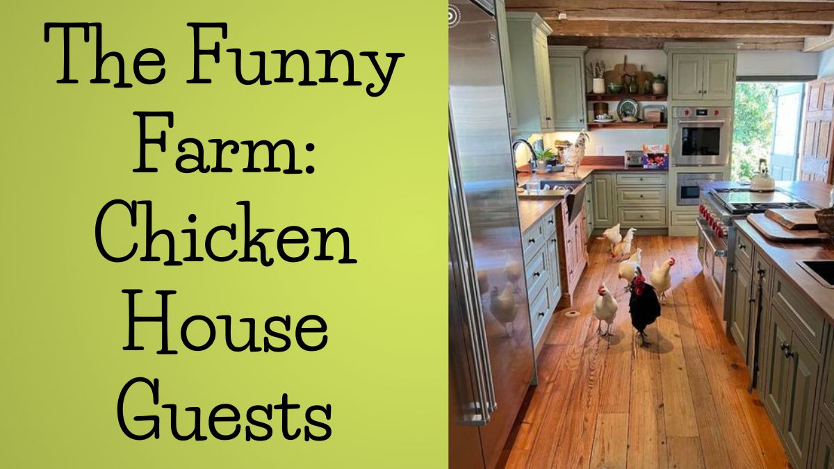The Funny Farm: Chicken House Guests – Bitchin' Chickens