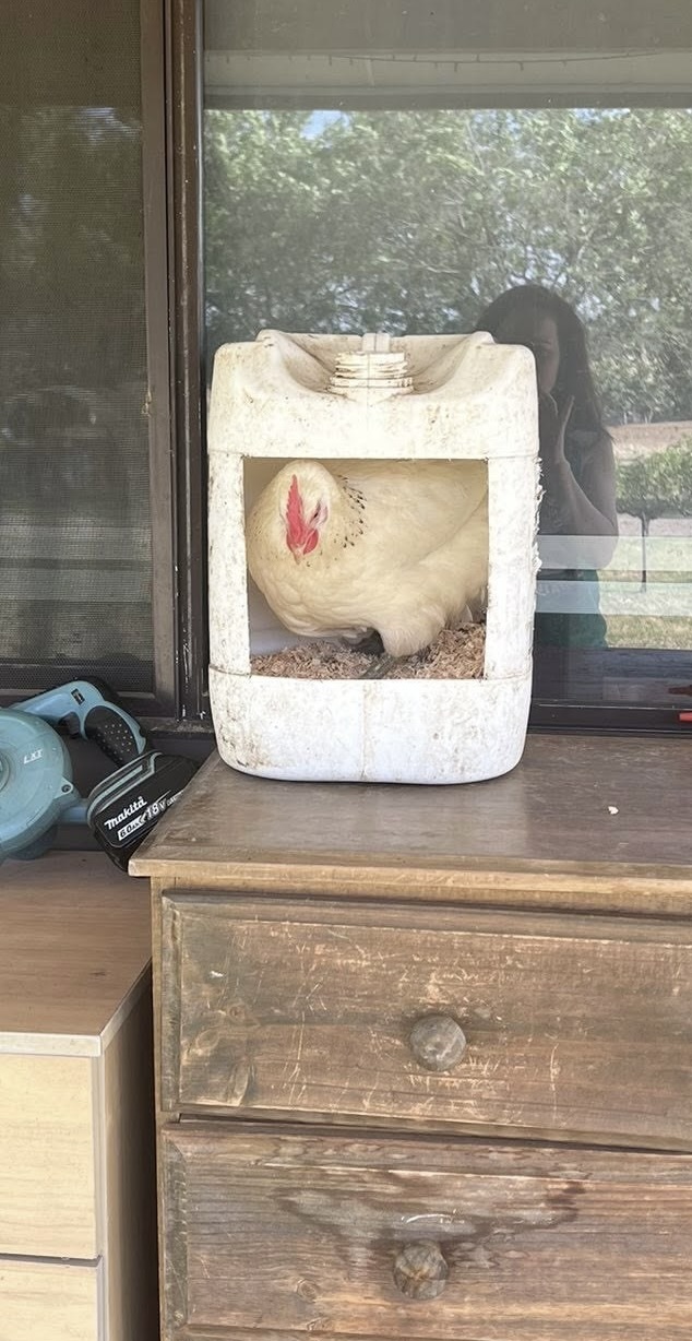 The Funny Farm: Chicken House Guests – Bitchin' Chickens