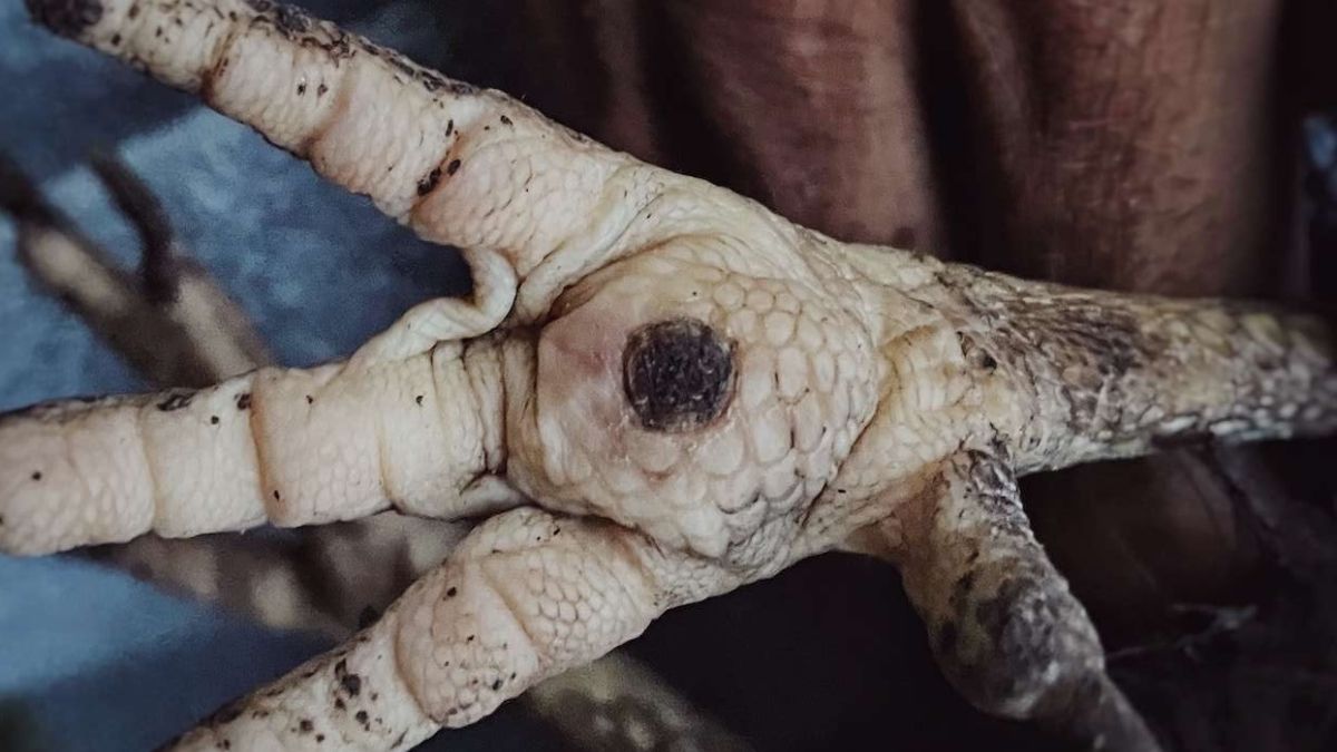 My Chicken Story: Bumblefoot – Bitchin' Chickens