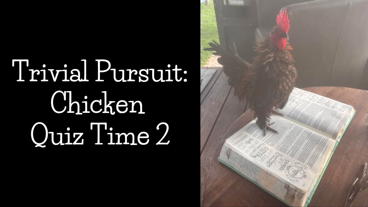 Trivial Pursuit: Chicken Quiz Time 2 – Bitchin' Chickens