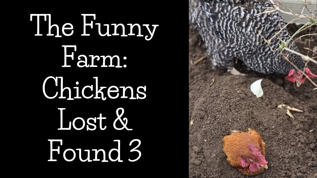 The Funny Farm: Chickens Lost & Found 3 – Bitchin' Chickens