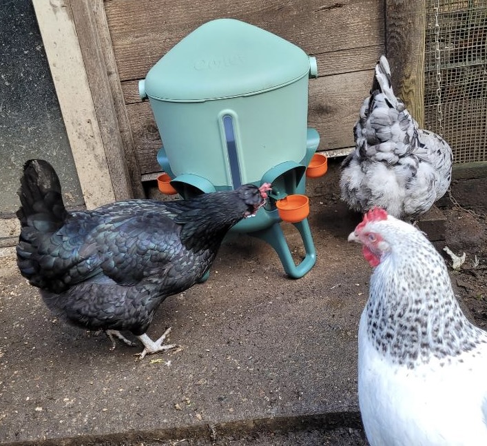 Omlet Insulated Chicken Waterer: My Experience – Bitchin' Chickens