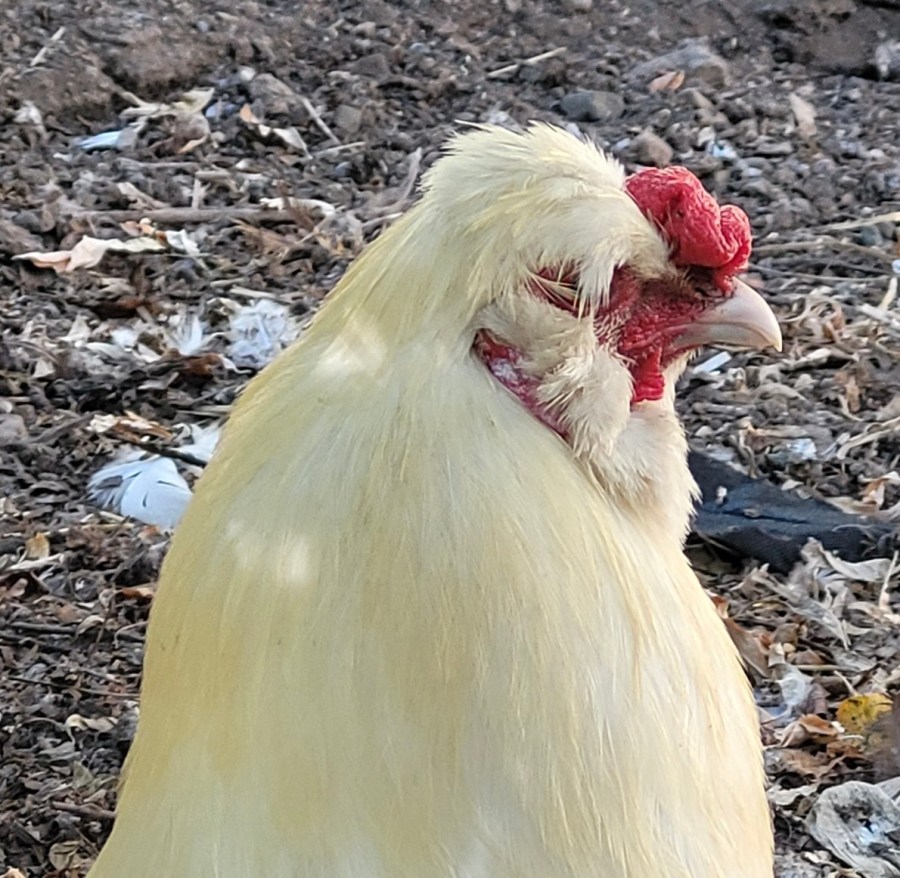 The Genetics Of Chicken Crests – Bitchin' Chickens