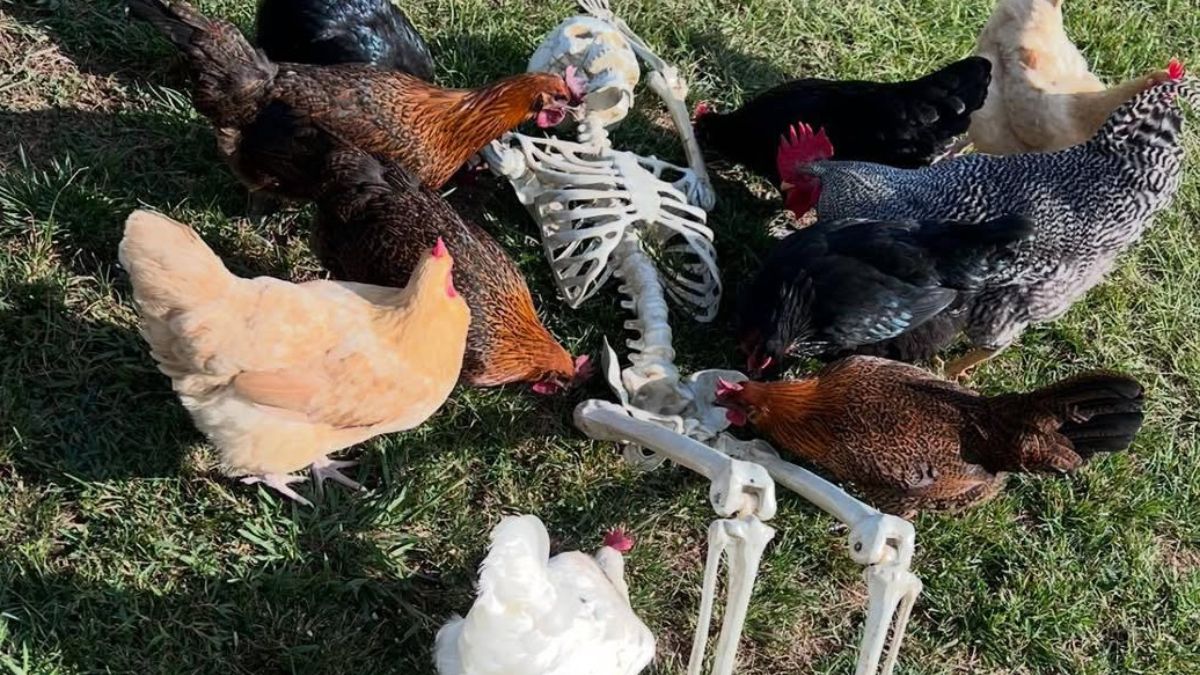 The Funny Farm: The Lighter Side Of Keeping Chickens 4 – Bitchin' Chickens
