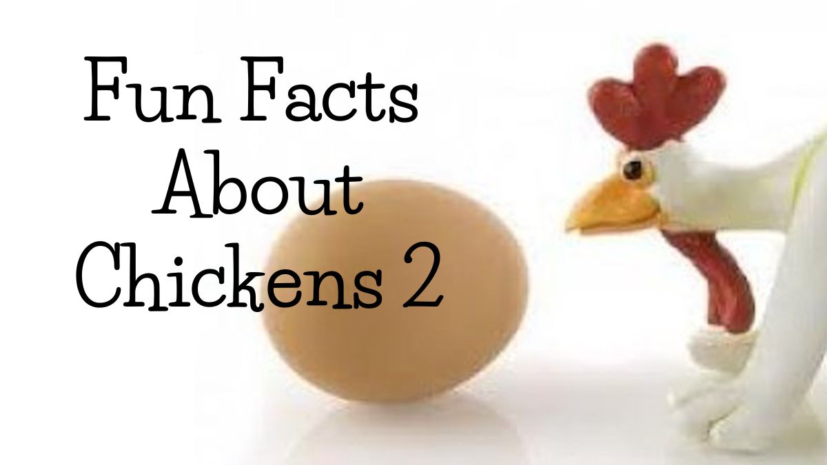 Fun Facts About Chickens 2 – Bitchin' Chickens